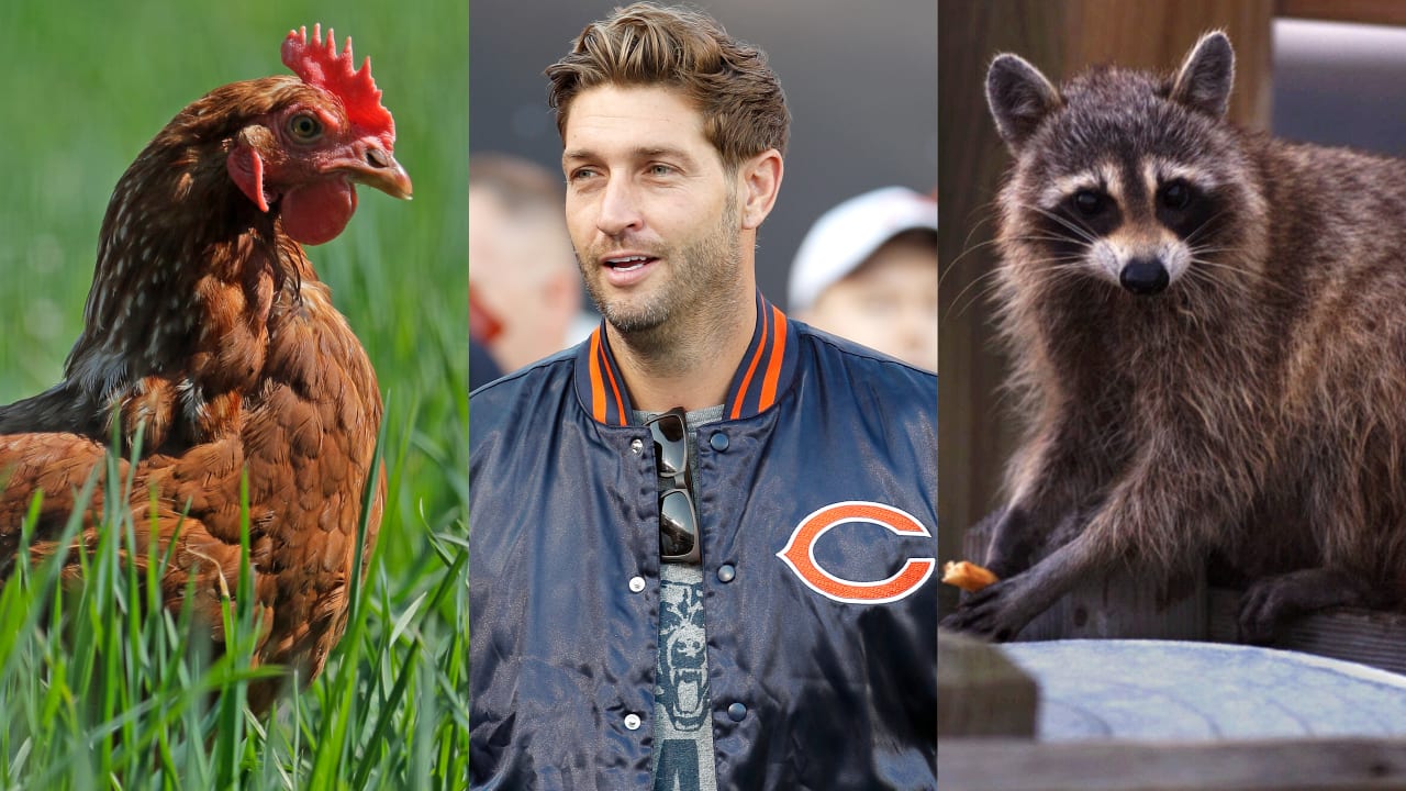 After week-long hunt, Jay Cutler finds his chickens' attacker at last