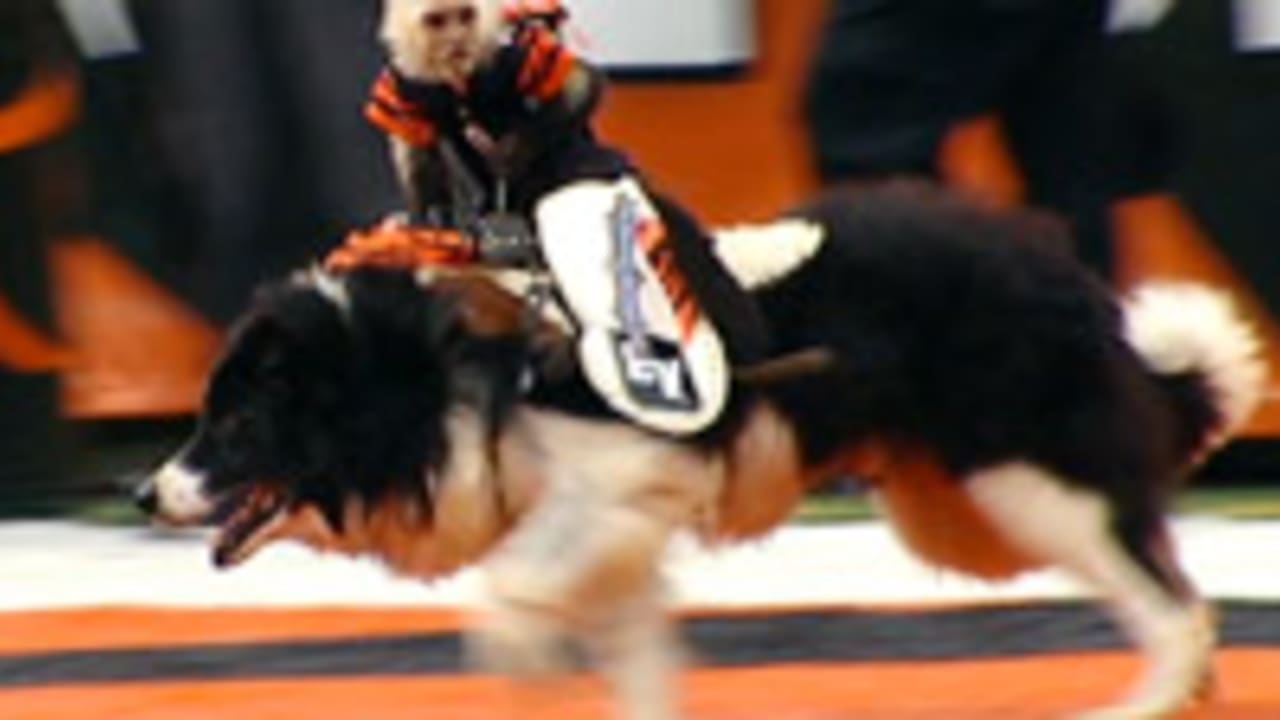 Monkeys riding dogs, center screen passes top Week 16