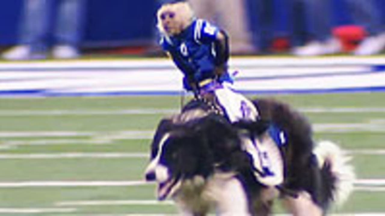 Colts' victory takes backseat to monkeys riding dogs