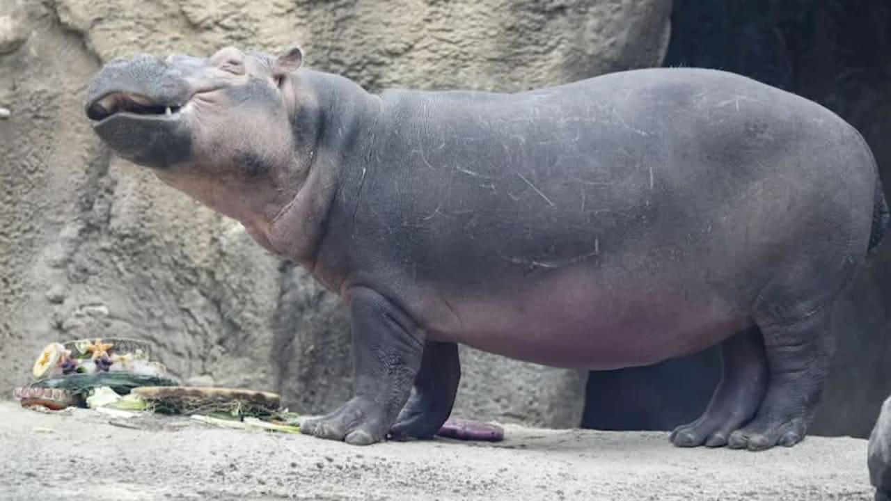Cincinnati Bengals quarterback Joe Burrow unseats Fiona the Hippo as ...
